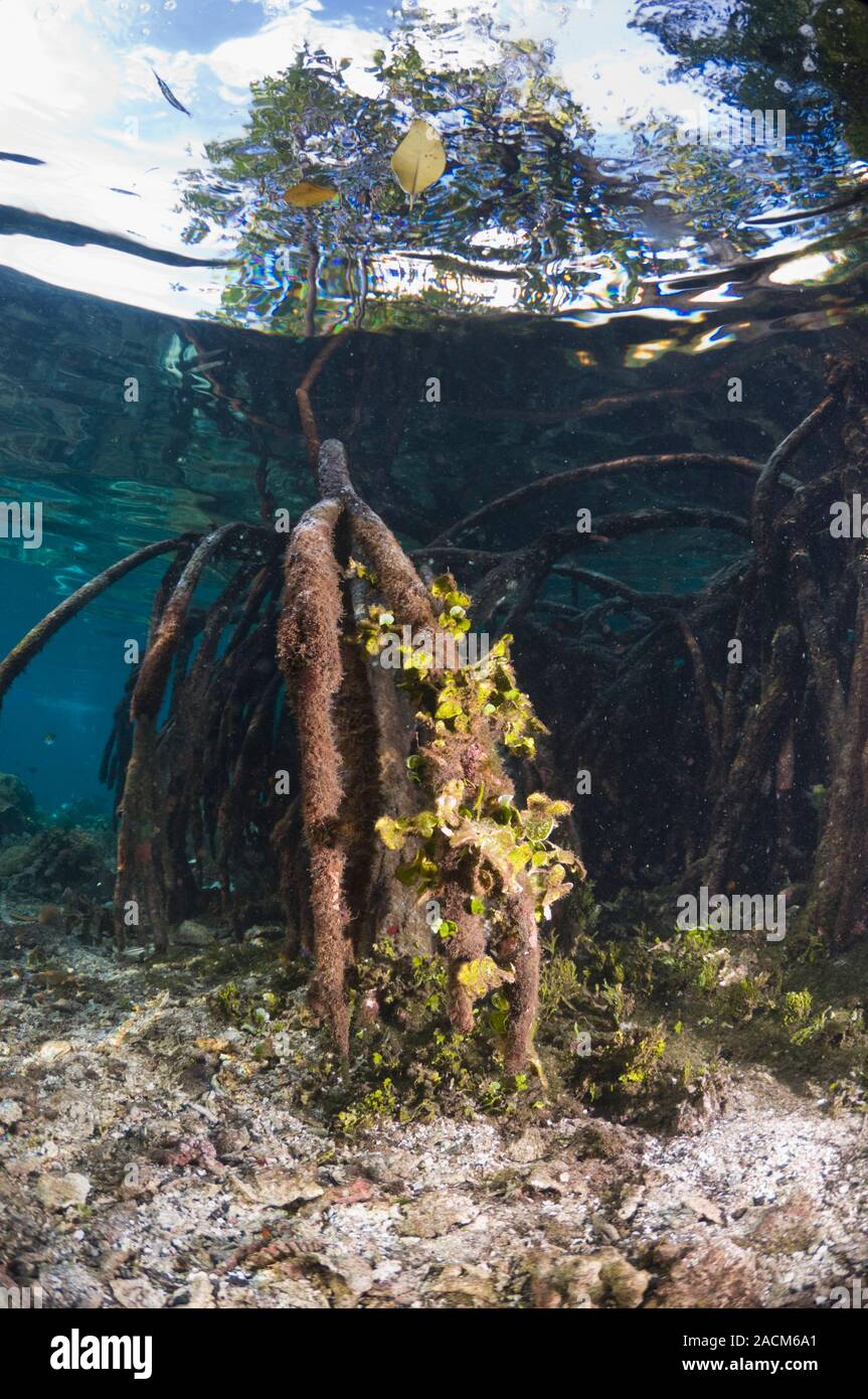 Mangrove swamp. Roots of mangrove (Rhizophora sp.) trees in a swamp on ...