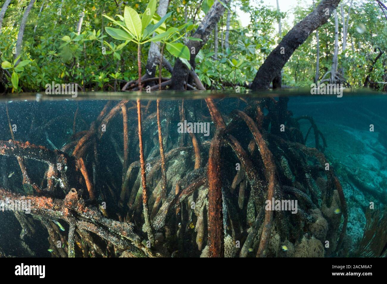 Mangrove swamp. Roots of mangrove (Rhizophora sp.) trees in a swamp on ...