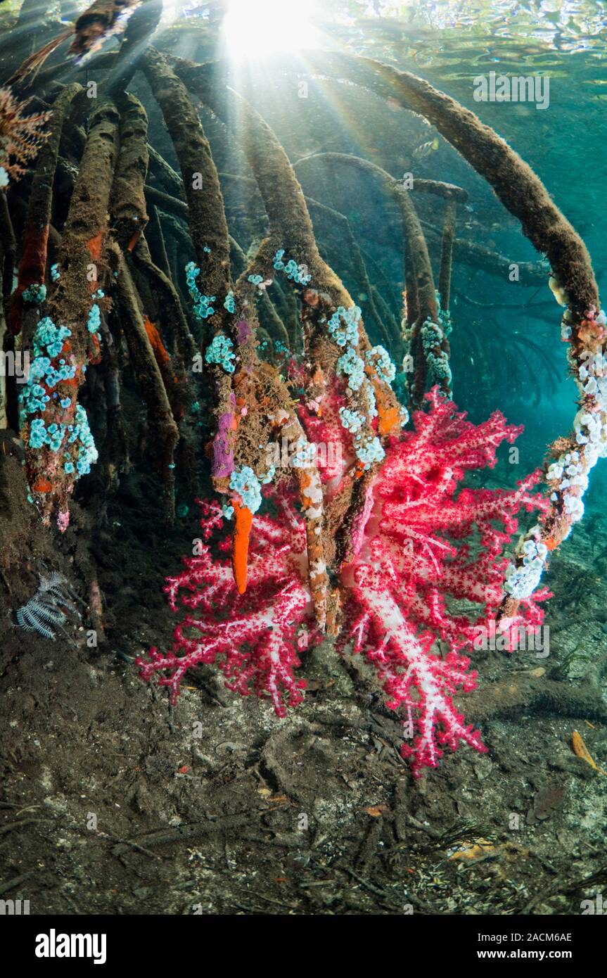 Corals in a mangrove swamp. Soft corals growing amongst mangrove ...