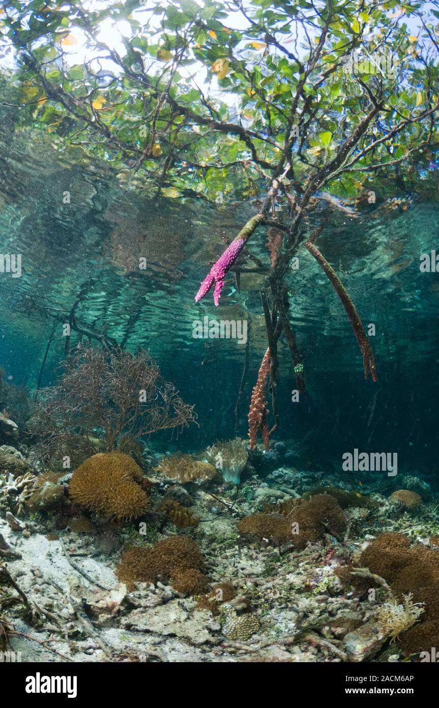 Mangrove swamp. Roots of mangrove (Rhizophora sp.) trees in a swamp on ...