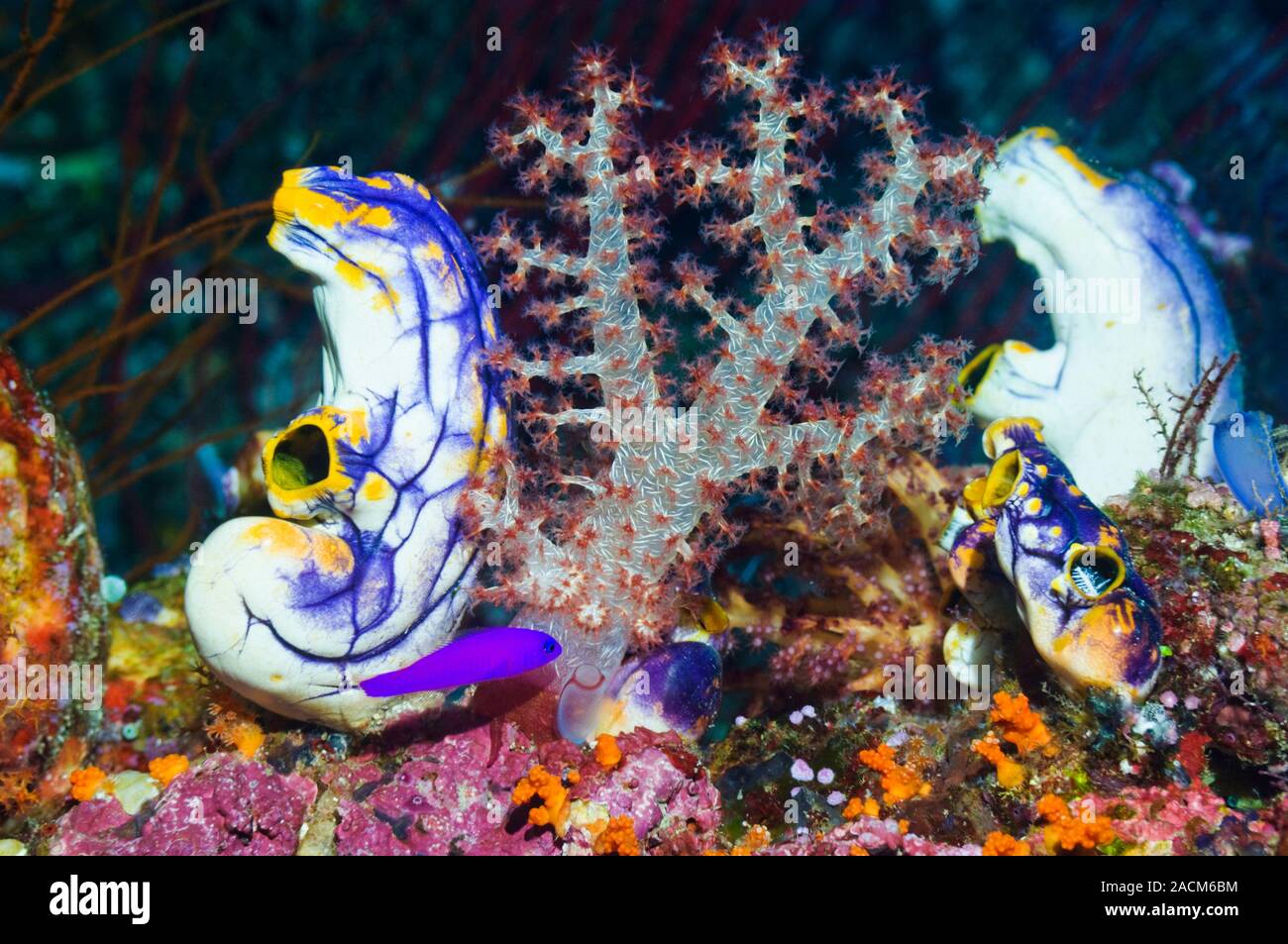 Sea squirts. Ink-spot seasquirts (Polycarpa aurata) amongst soft corals ...
