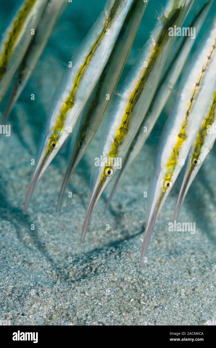 Shrimpfish. Shrimpfish, or Razorfish, (Aeoliscus punctatus) have ...