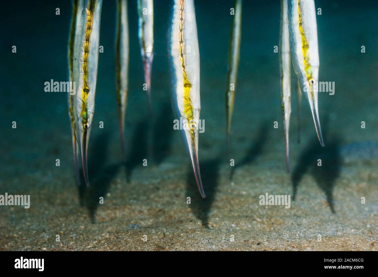 Shrimpfish. Shrimpfish, or Razorfish, (Aeoliscus punctatus) have ...