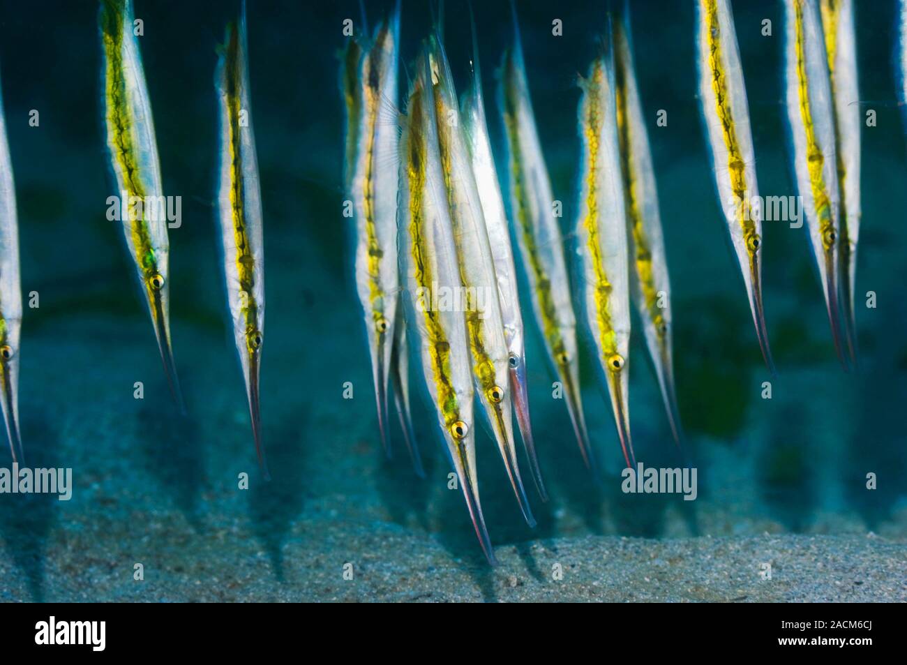 Shrimpfish. Shrimpfish, or Razorfish, (Aeoliscus punctatus) have ...