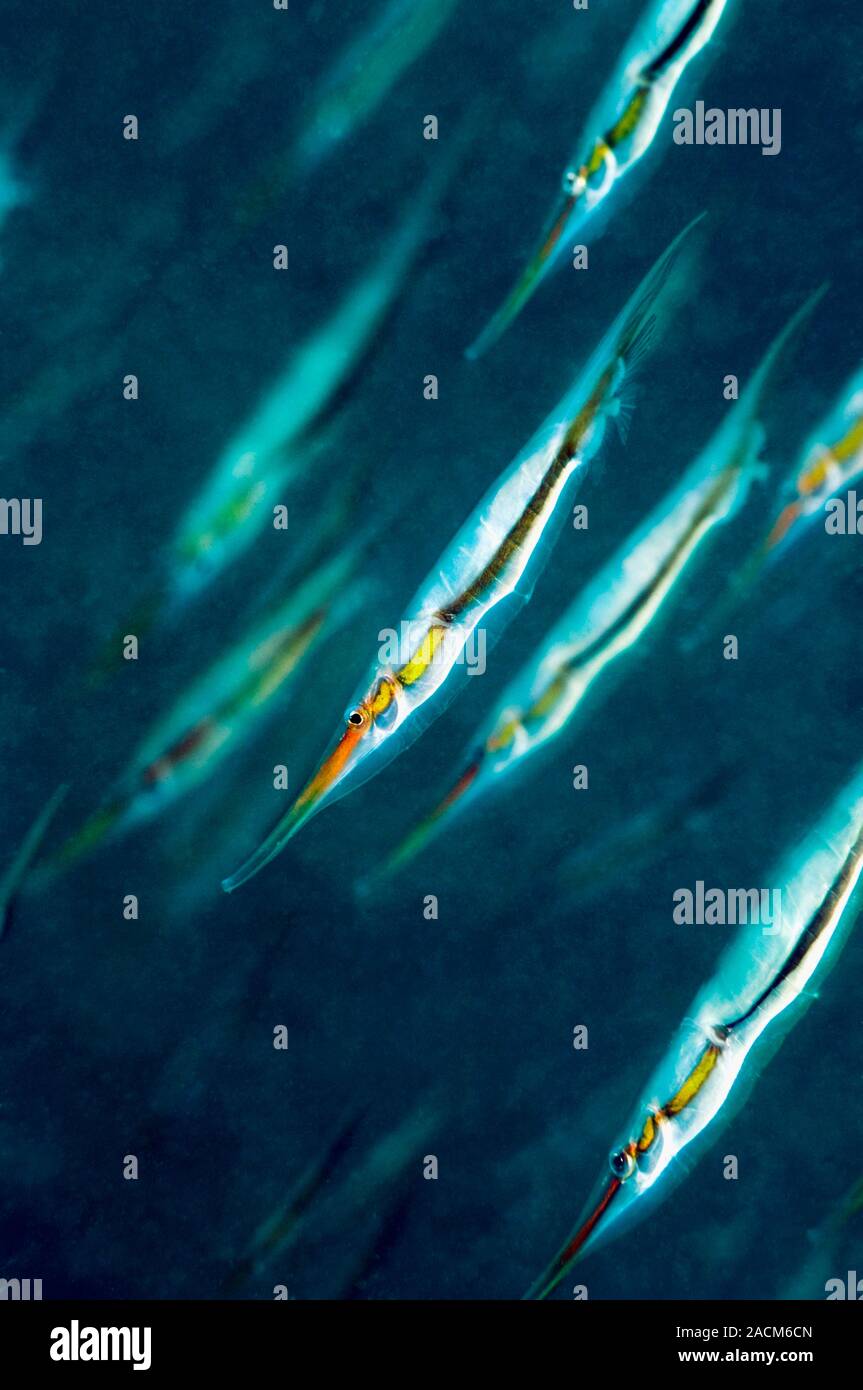 Shrimpfish. Shrimpfish, or Razorfish, (Centriscus cristatus) have ...