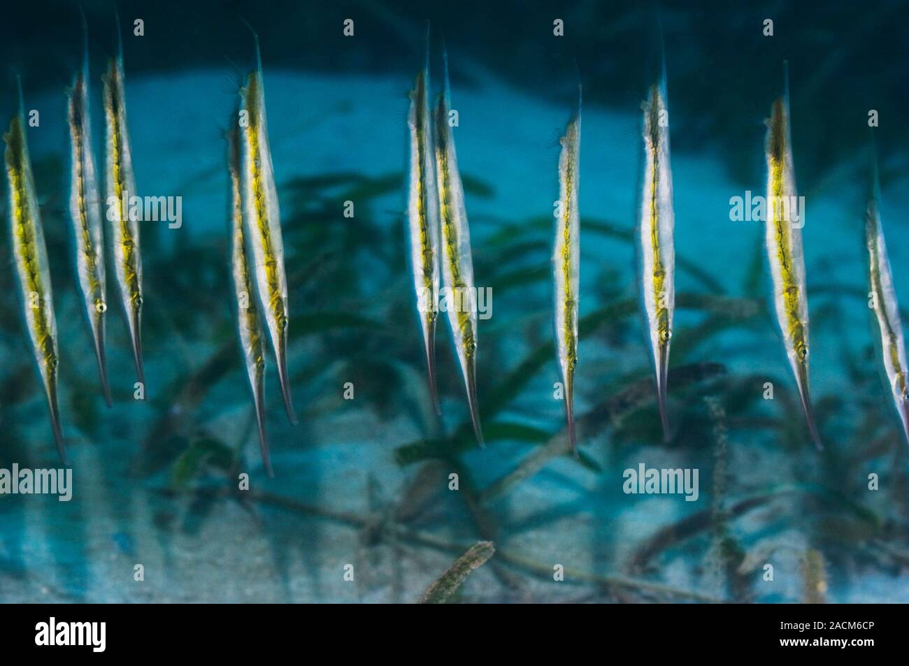 Shrimpfish. Shrimpfish, or Razorfish, (Aeoliscus punctatus) have ...