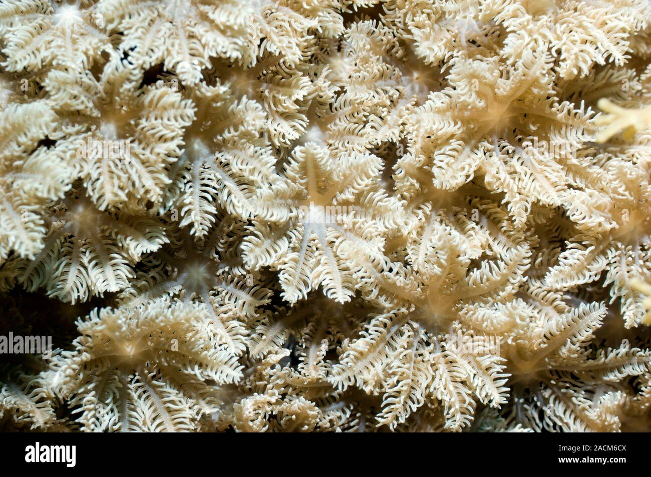 Palm coral polyps. Close-up of the tentacled polyps of palm, or tree ...