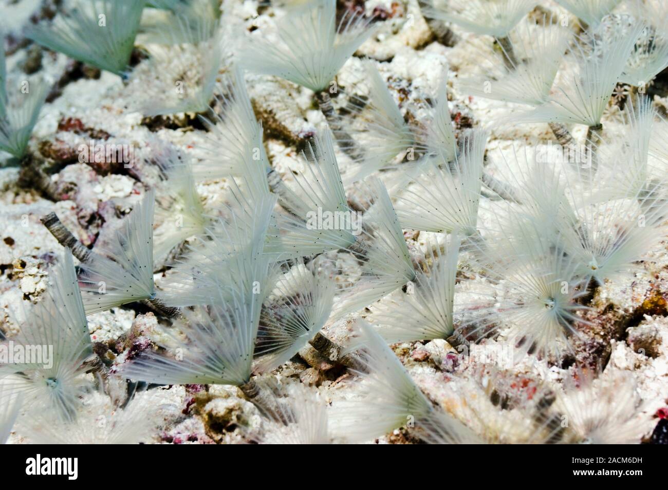 Fan worms. Close-up of the tentacled heads of a colony of Sabellastarte ...
