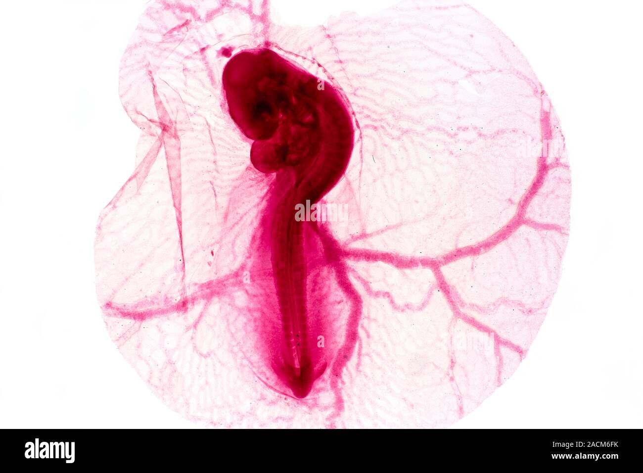 Chicken embryo. Light micrograph of a 60-hour-old chicken embryo (dark ...