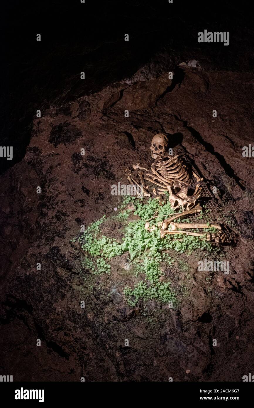 Neolithic human skeleton at Goughs Cave at Cheddar Gorge. August 2019 ...