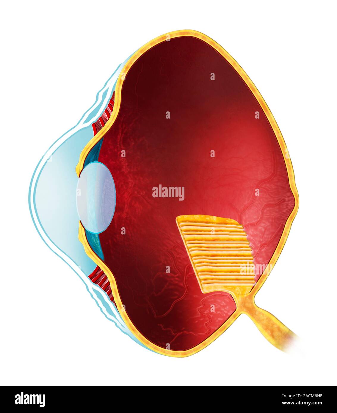 Bird eye anatomy, artwork. The structure of a bird's eye is similar to ...