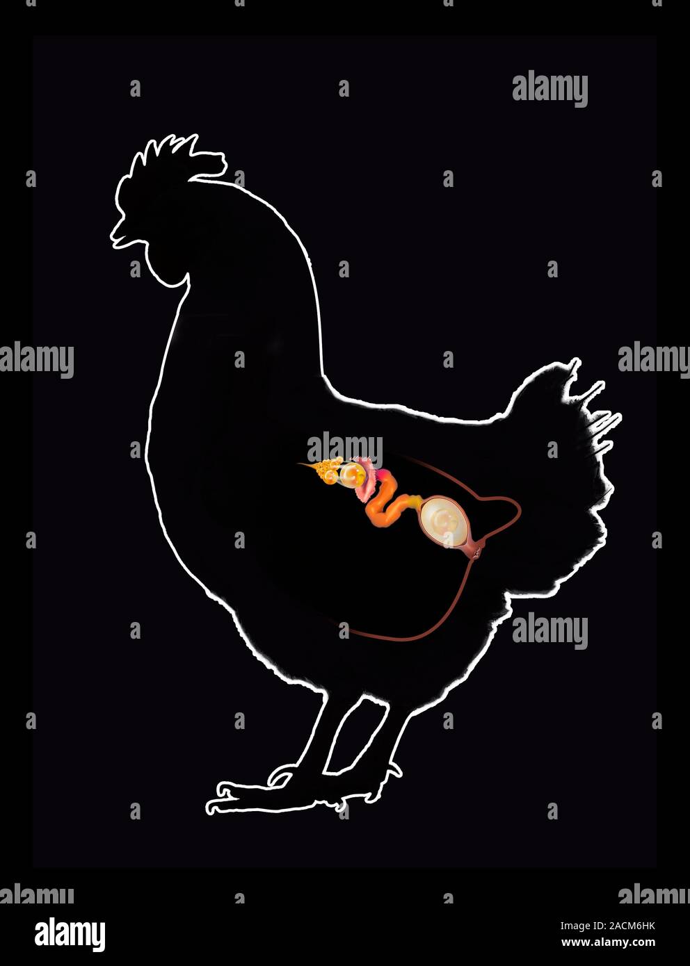 Chicken reproduction. Artwork of the outline of a female chicken ...
