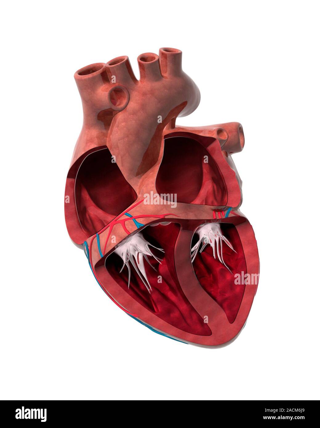 Internal heart anatomy. Cutaway artwork revealing the four internal ...