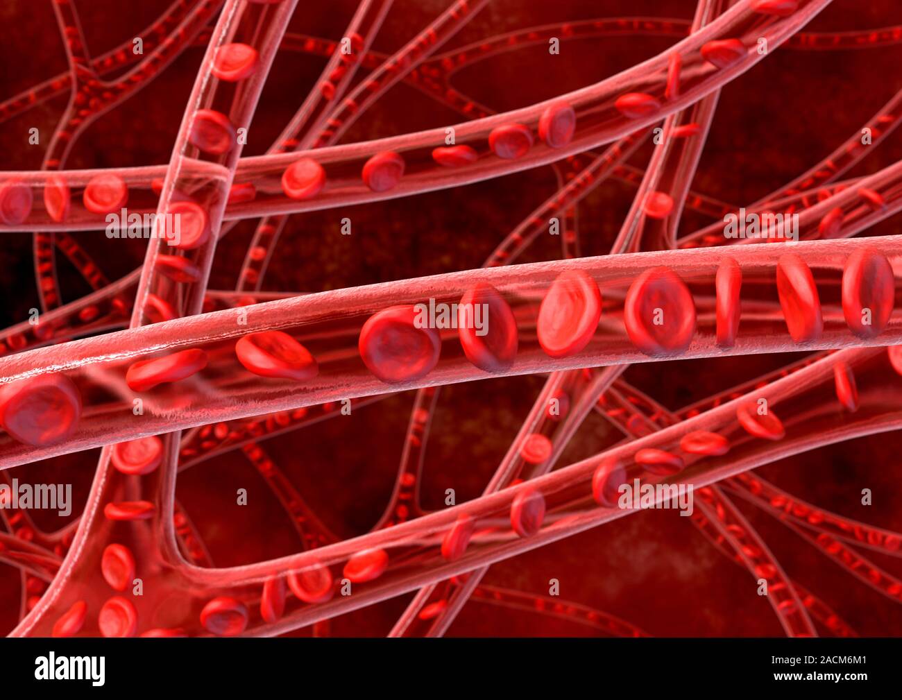 Red blood cells in blood vessels, computer artwork. Red blood cells ...