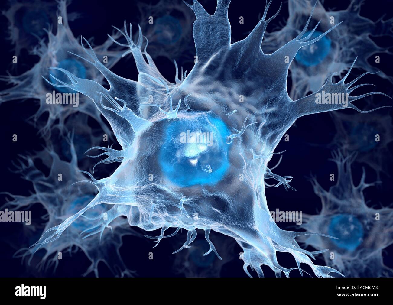 Dendritic cells, computer artwork. Dendritic cells, a type of white ...