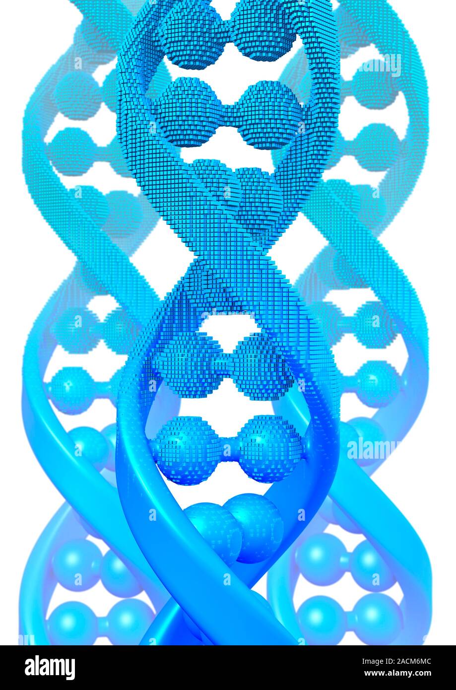 DNA molecules. Computer artwork showing double stranded DNA ...