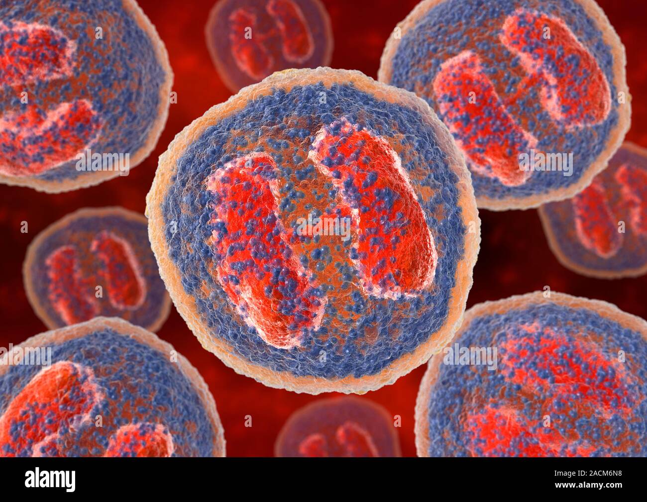 Basophil white blood cells. Computer artwork of basophil white blood ...