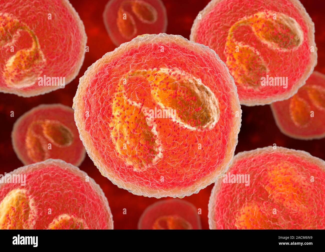 Eosinophil white blood cells. Computer artwork of eosinophil white ...