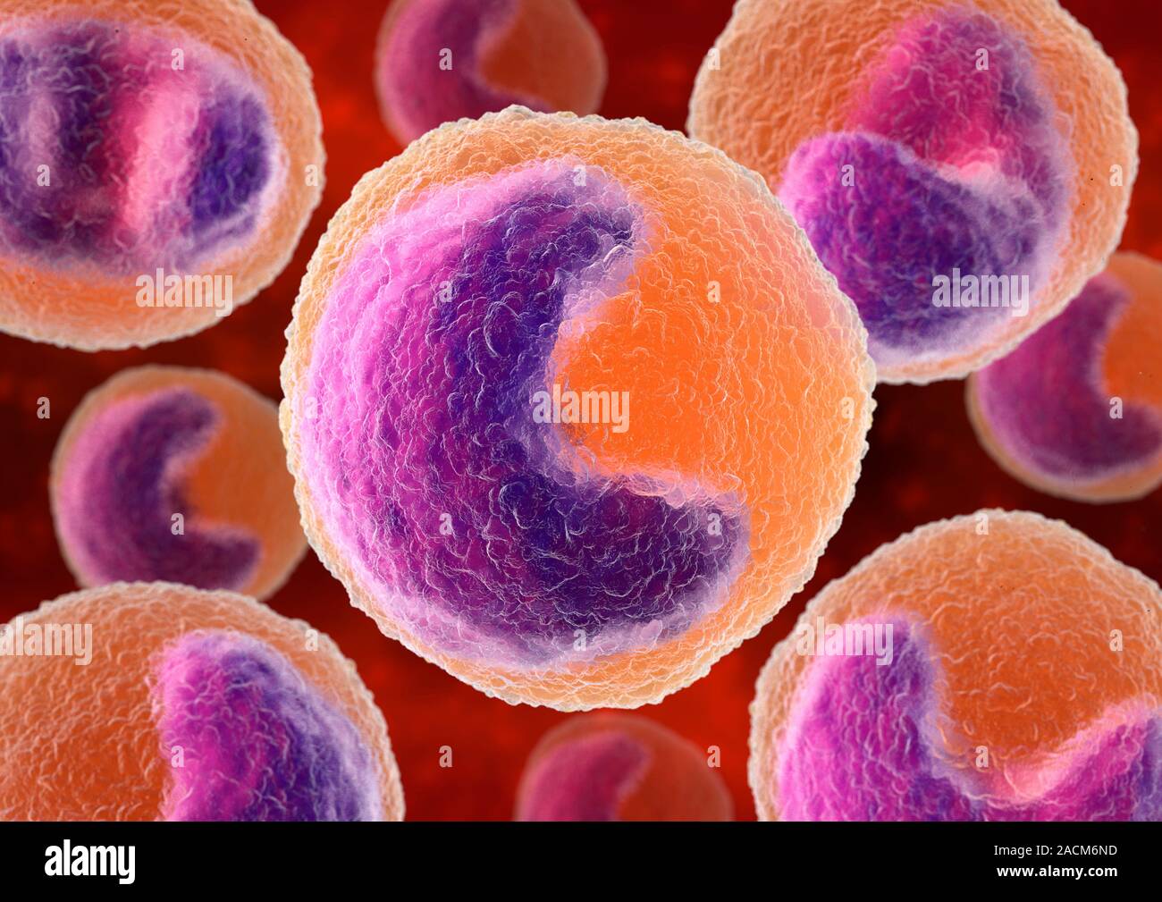 Monocyte white blood cells. Computer artwork of monocyte white blood ...