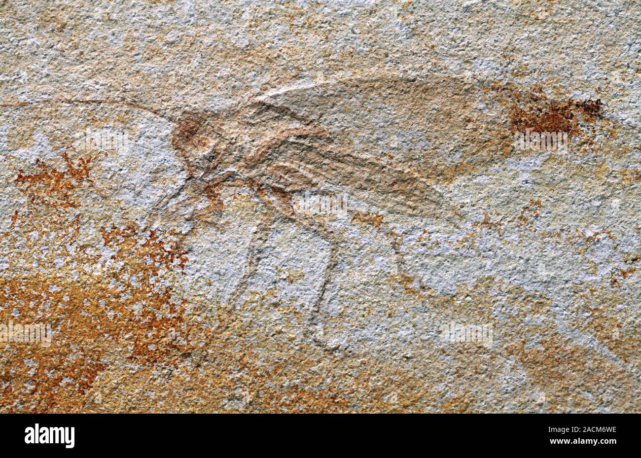 Locust fossil. Fossil of an Pycnophlebia sp. locust (order Orthoptera ...