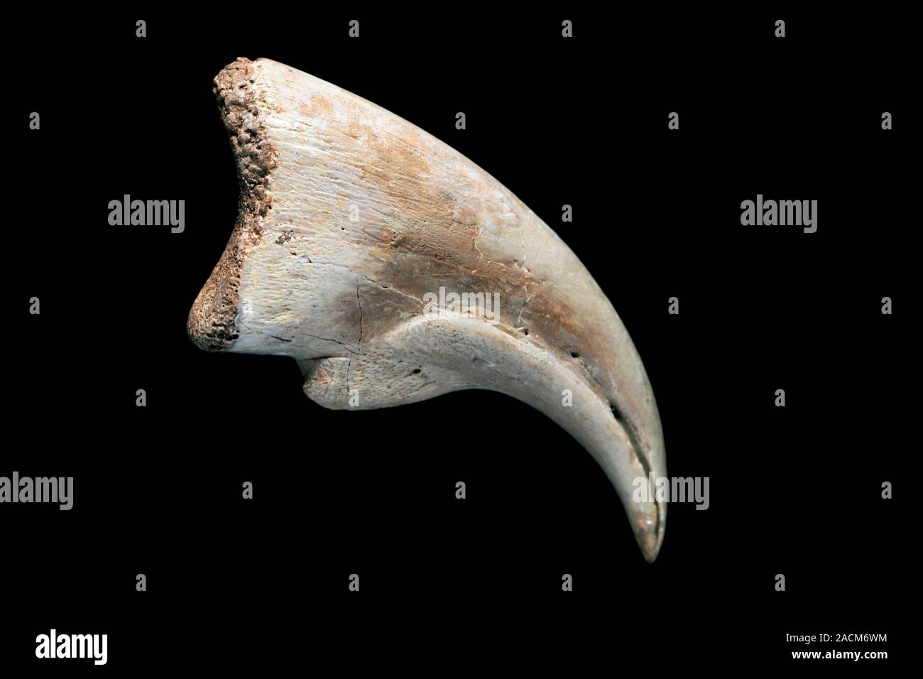 Fossilised dinosaur claw. Fossilised claw from the upper limb of the ...