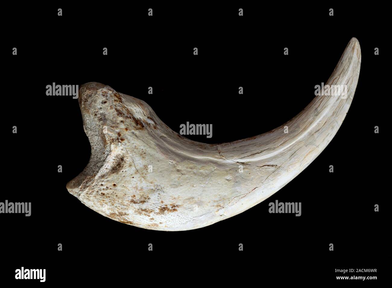 Fossilised dinosaur claw. Fossilised claw from the hind leg of a ...
