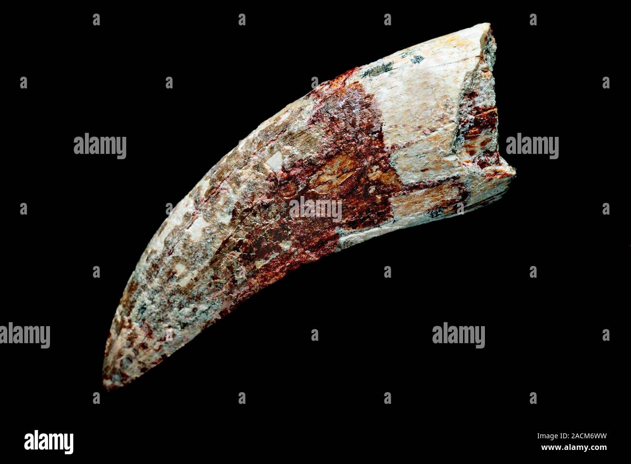 Fossilised dinosaur tooth. Fossilised tooth from a Tarbosaurus dinosaur ... Fossilised dinosaur tooth. Fossilised tooth from a Tarbosaurus dinosaur ...