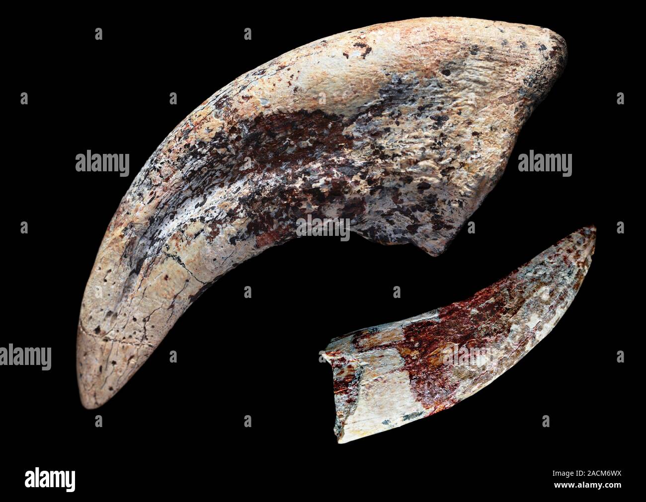 Fossilised dinosaur claw and tooth. Fossilised claw and tooth from a ...
