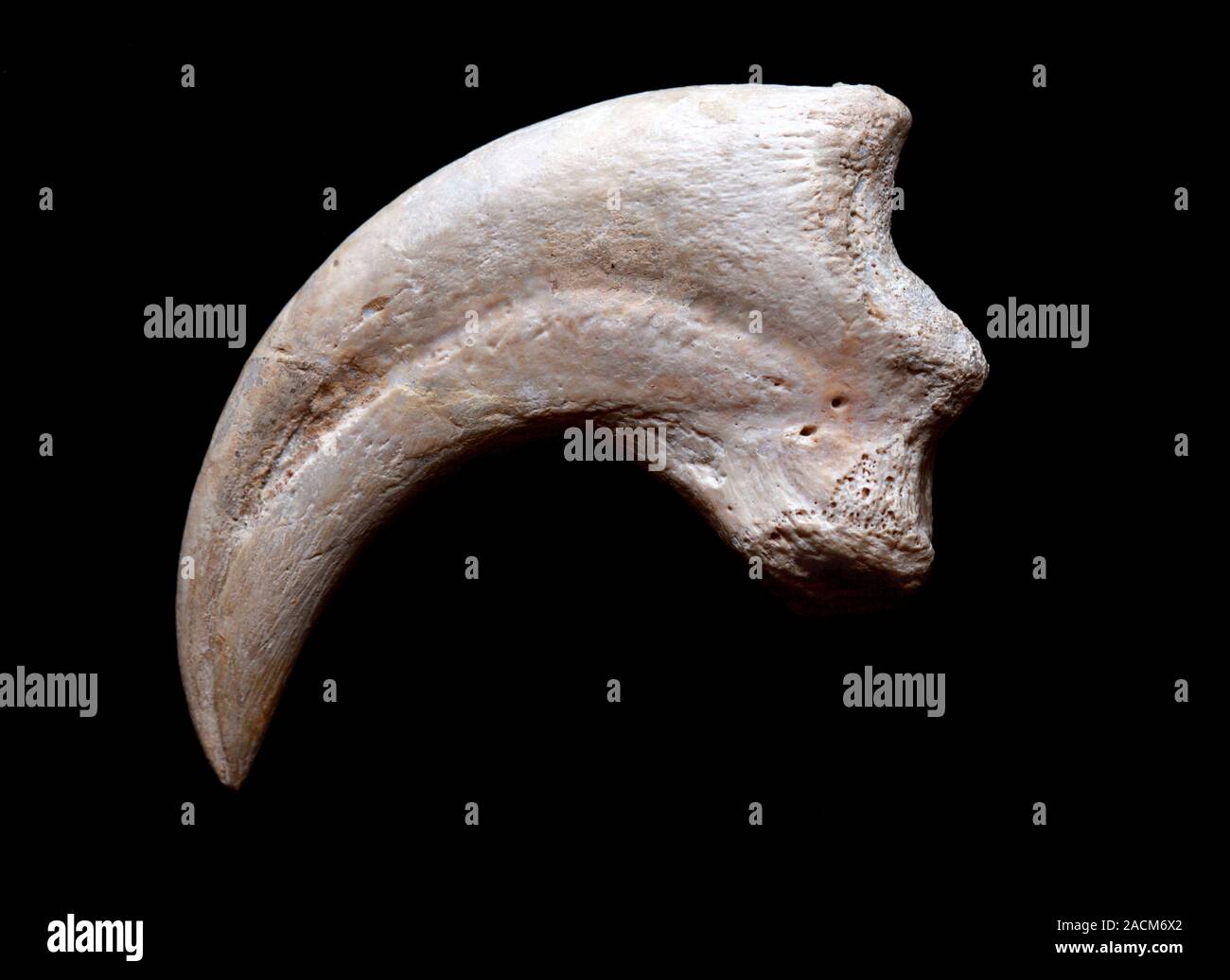 Fossilised dinosaur claw. Fossilised claw from the an Oviraptor ...