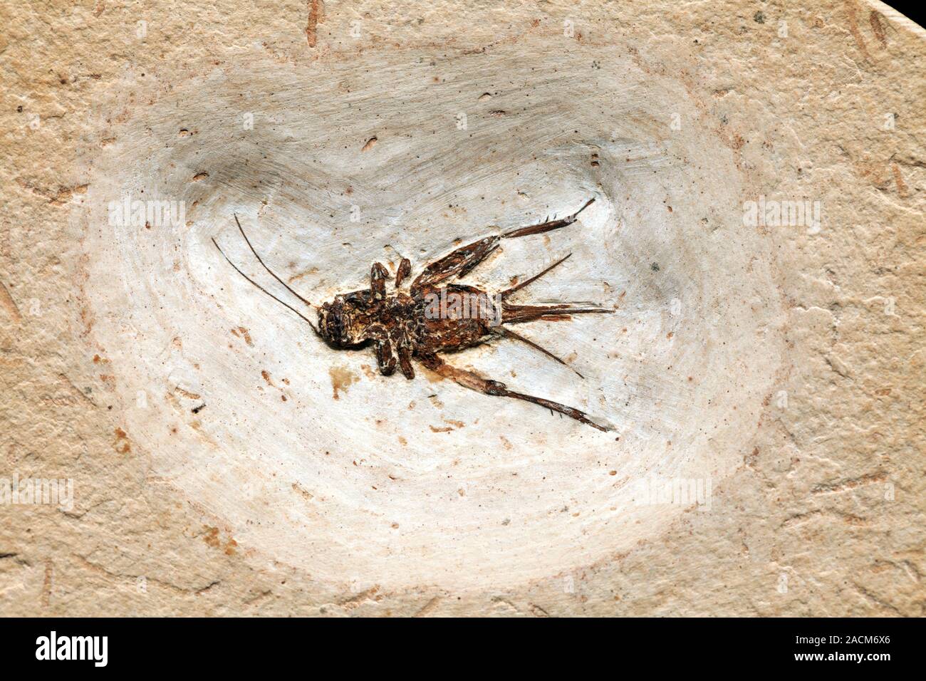 Locust fossil. Fossil of a locust (family Areripelocustidae) dating ...
