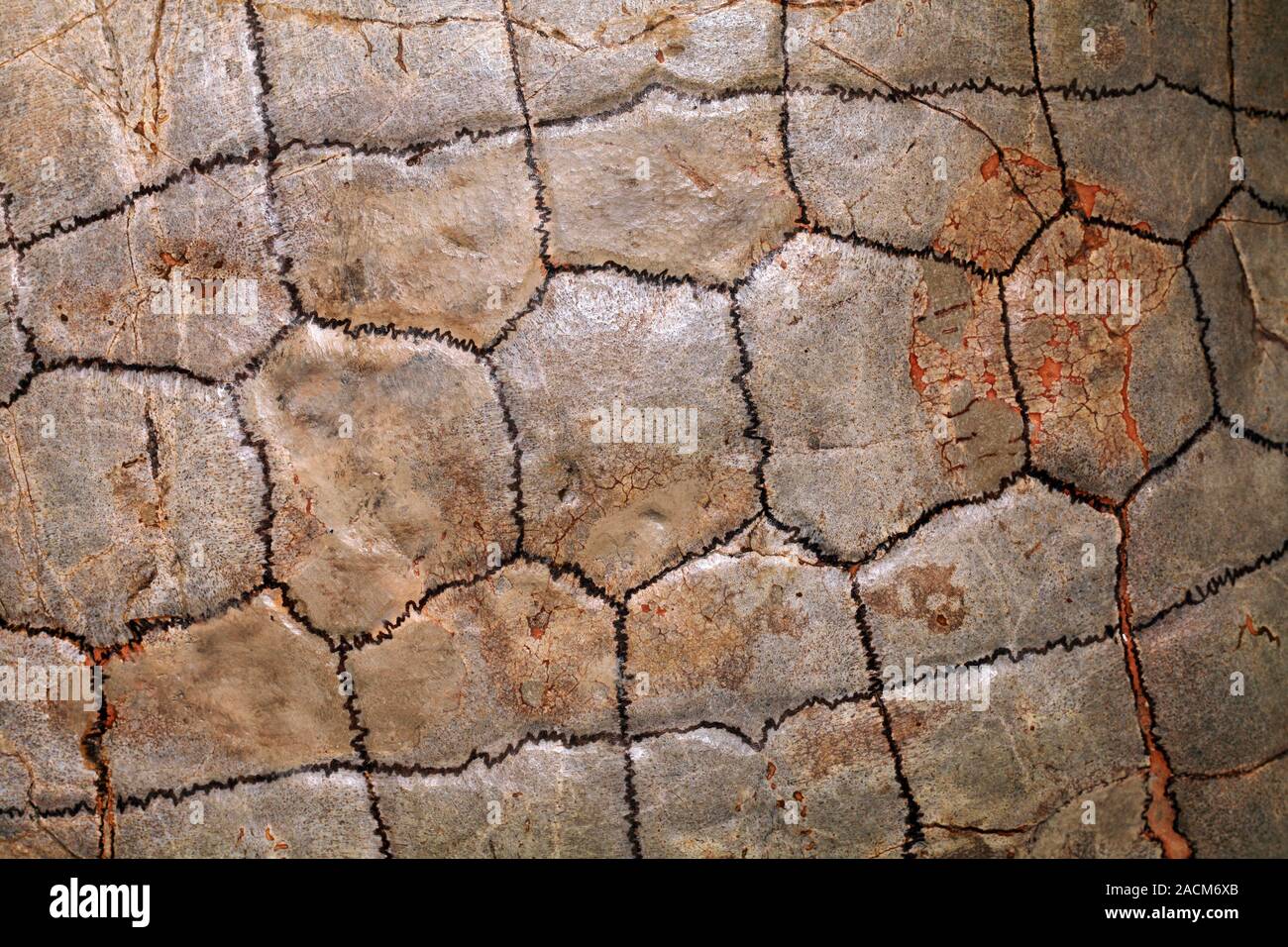 Fossilised tortoise shell. Close-up of the fossilized shell of Stylemys ...