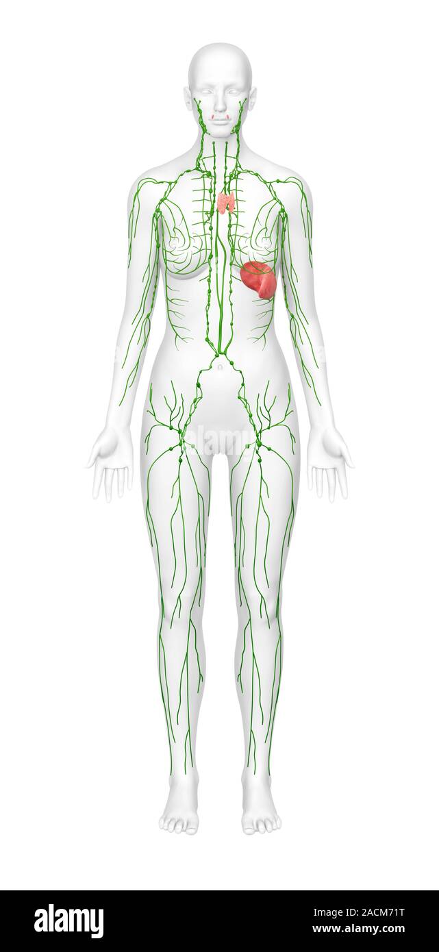 Lymphatic system. Computer artwork of the front view of a woman ...