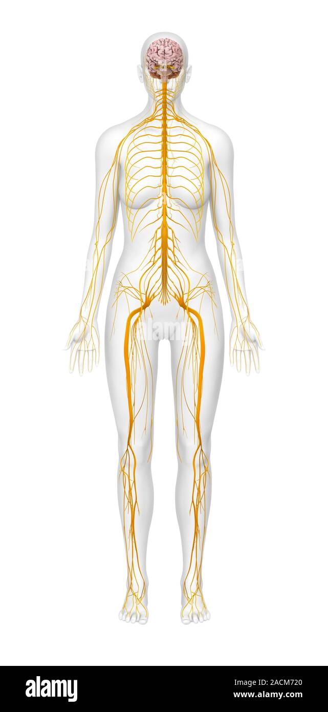 Human nervous system. Computer artwork of the front view of a woman ...