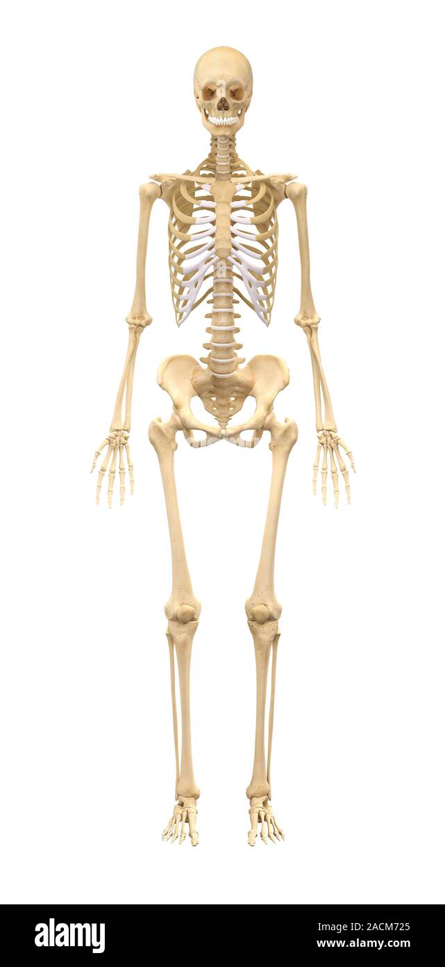 Female skeleton. Computer artwork of the front view of a woman, showing ...
