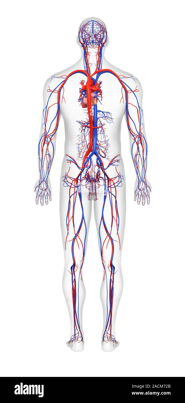 Cardiovascular system. Computer artwork of the rear view of a man ...