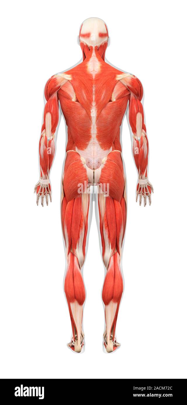 Male muscle structure. Computer artwork of the rear view of a man ...
