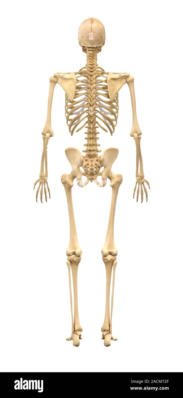 Male skeleton. Computer artwork of the rear view of a man, showing the ...
