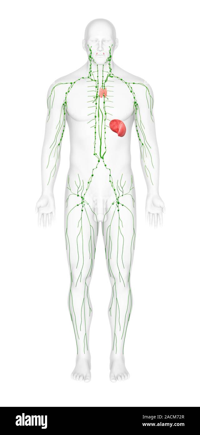 Lymphatic system. Computer artwork of the front view of a man, showing ...