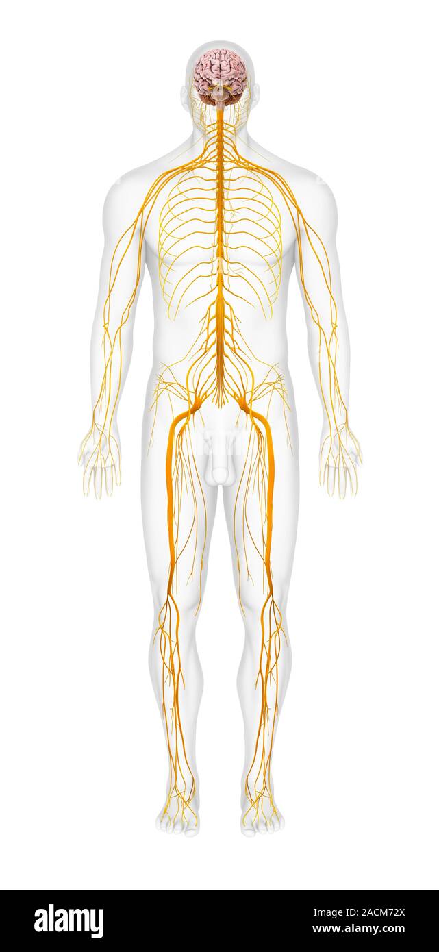 Human nervous system. Computer artwork of the front view of a man ...