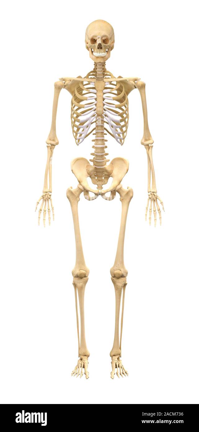 Male skeleton. Computer artwork of the front view of a man, showing the ...