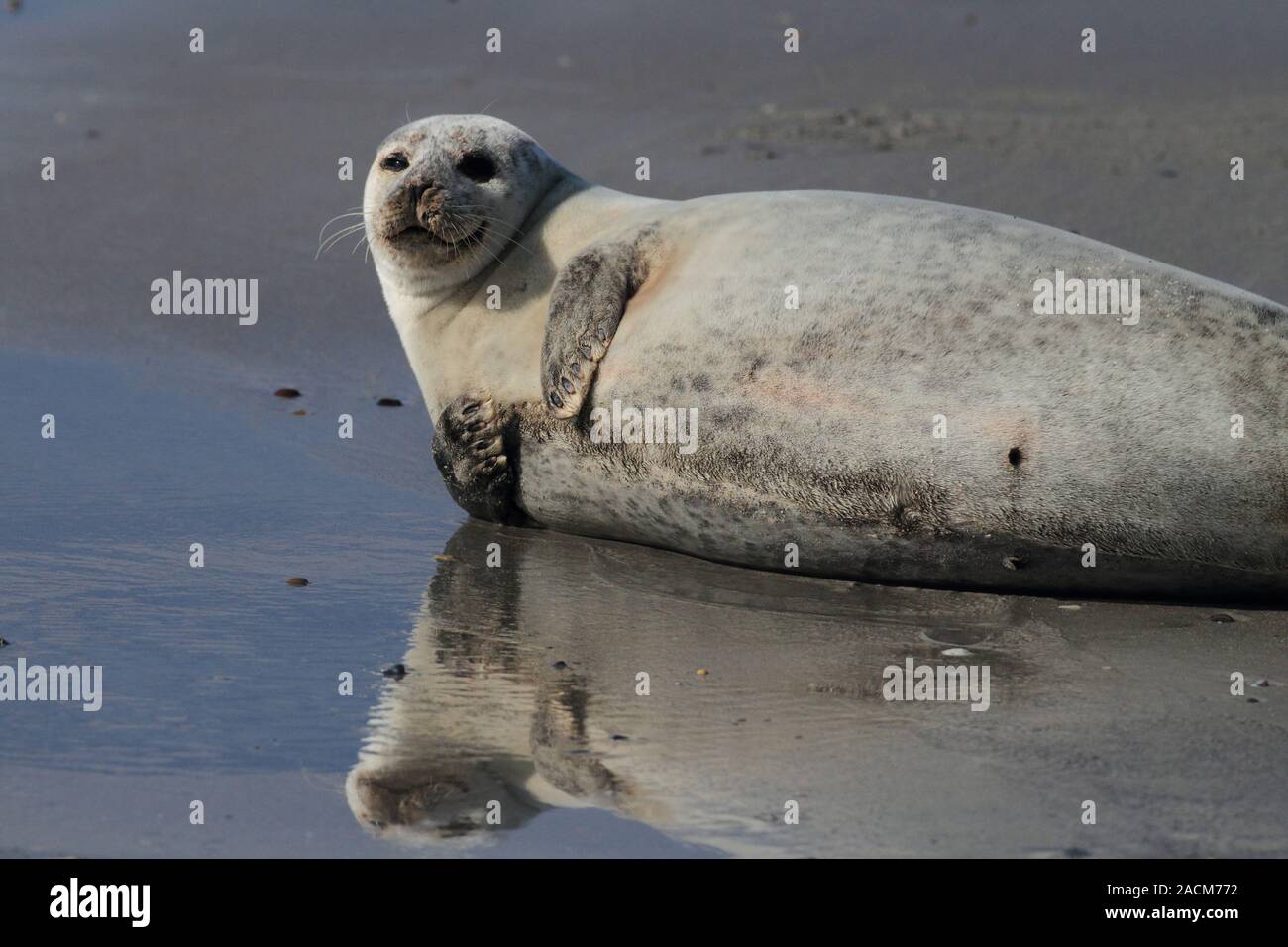 Seal staring hi-res stock photography and images - Alamy