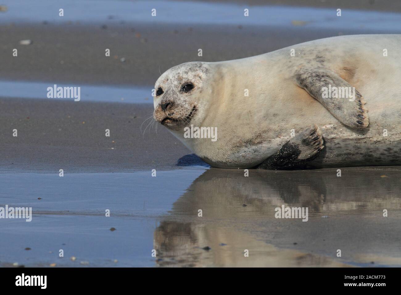 Seal staring hi-res stock photography and images - Alamy