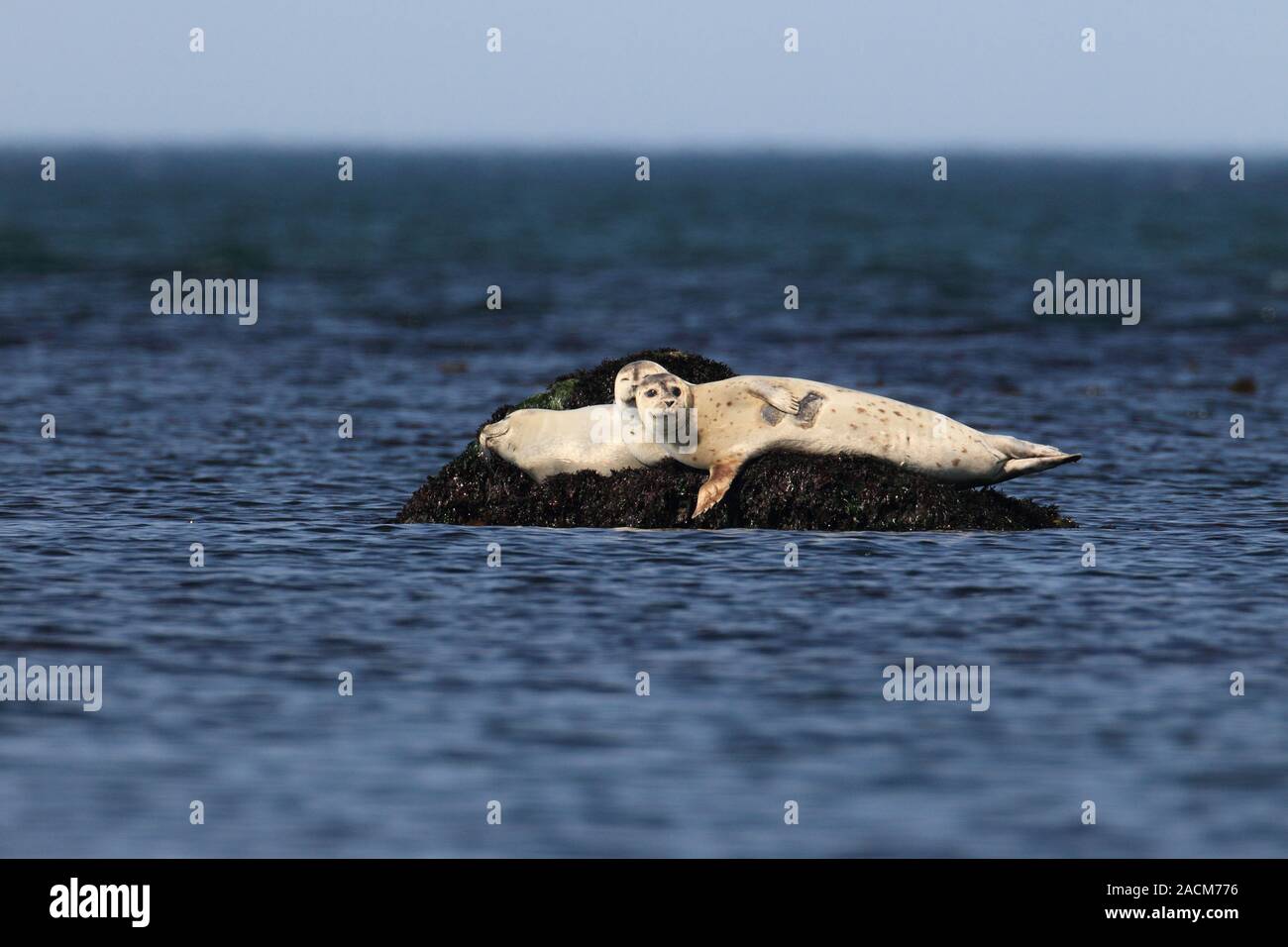 Lots of seals hi-res stock photography and images - Alamy
