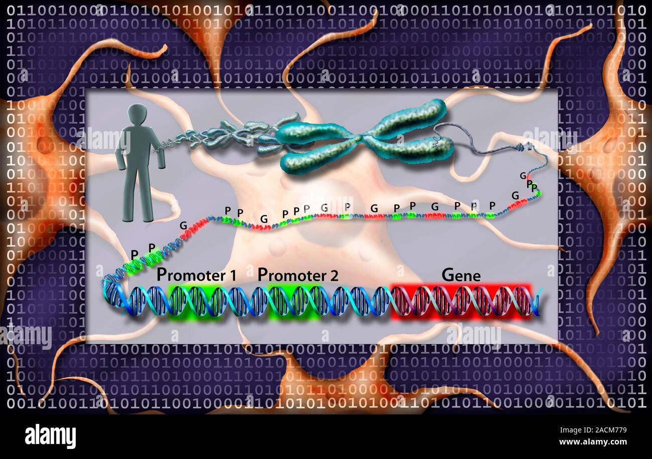 DNA promoters. Computer artwork showing promoter and gene regions along ...