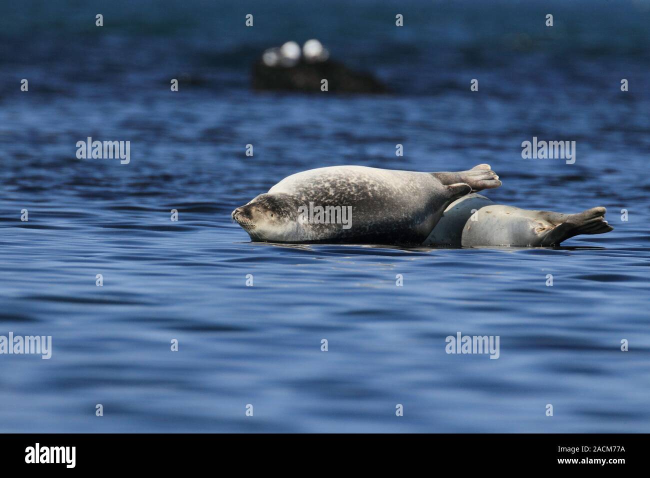 Lots of seals hi-res stock photography and images - Alamy
