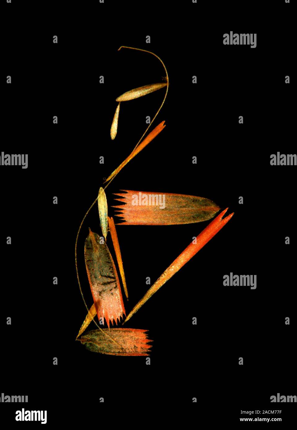 Moth wing scales, light micrograph. Layers of wing scales from moths ...