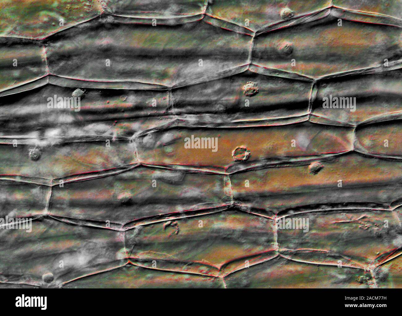 Plant cells, light micrograph. These cells are from a spiderwort ...
