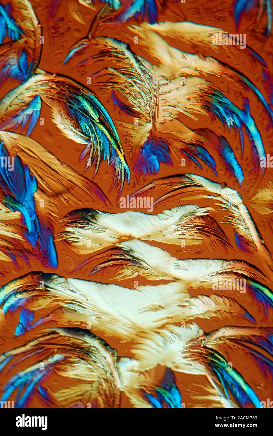 Glycine crystals. Polarized light micrograph of crystals of glycine ...