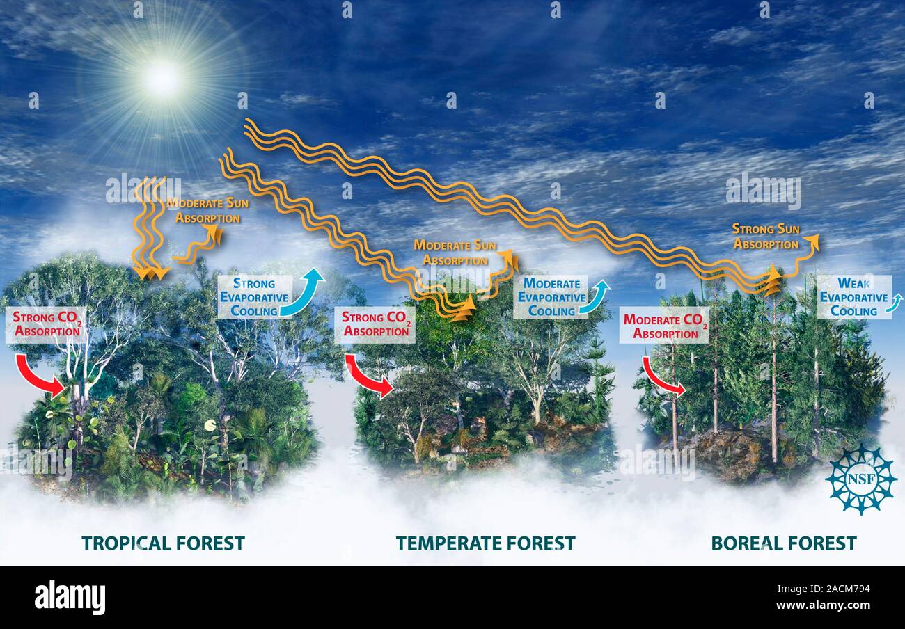 Affects of forest types on climate. Computer artwork showing how the ...