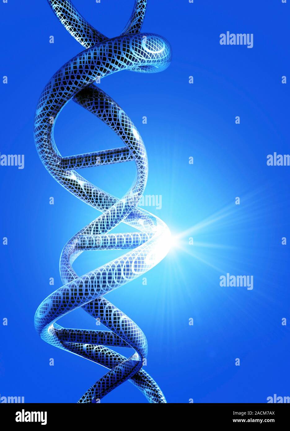 DNA (deoxyribonucleic acid) helical structure, artwork. DNA is the ...